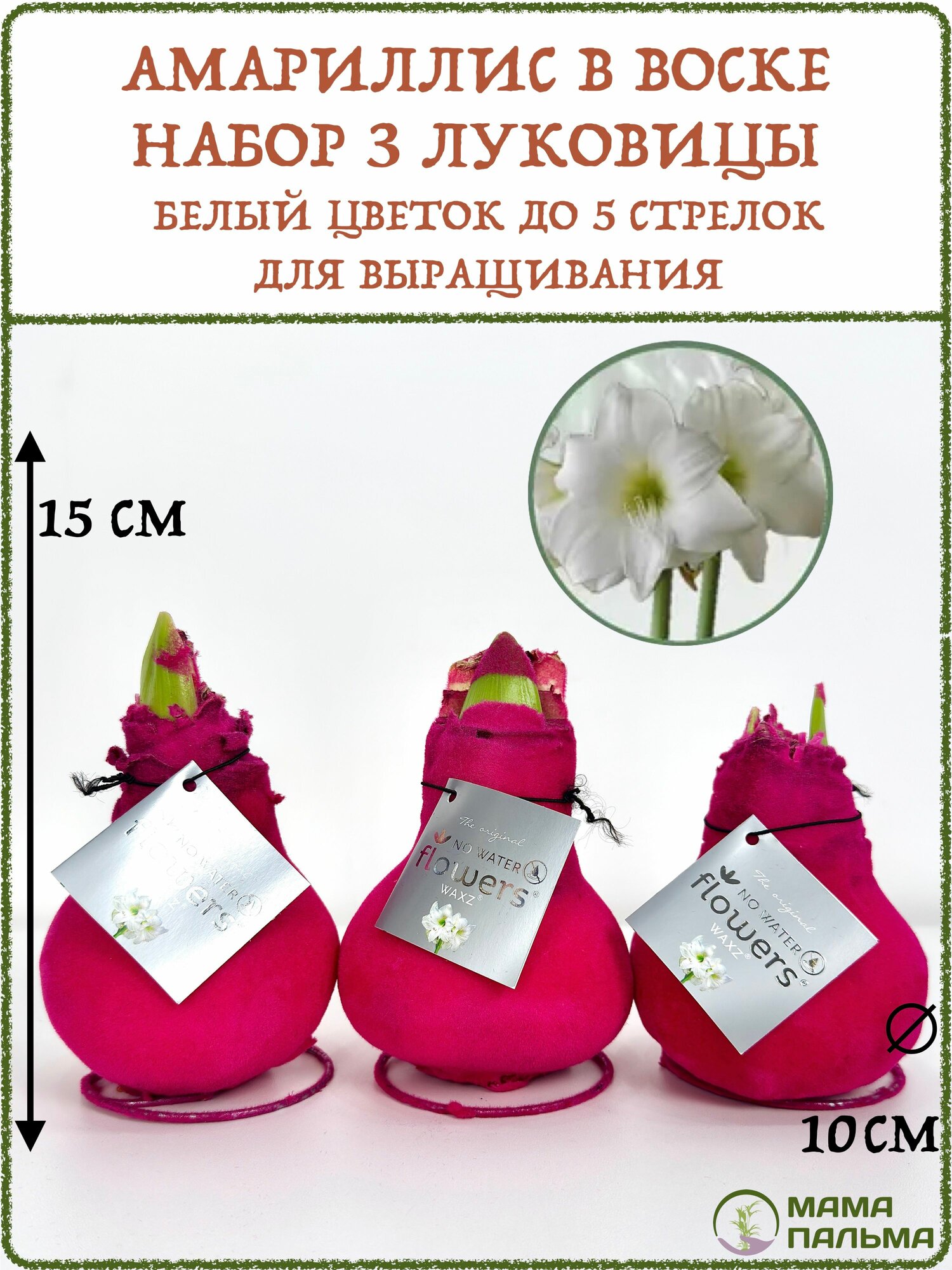 Амариллис 3 луковицы (набор) красный цветок в оболочке случайного цвета (до 5 стрелок из луковицы)