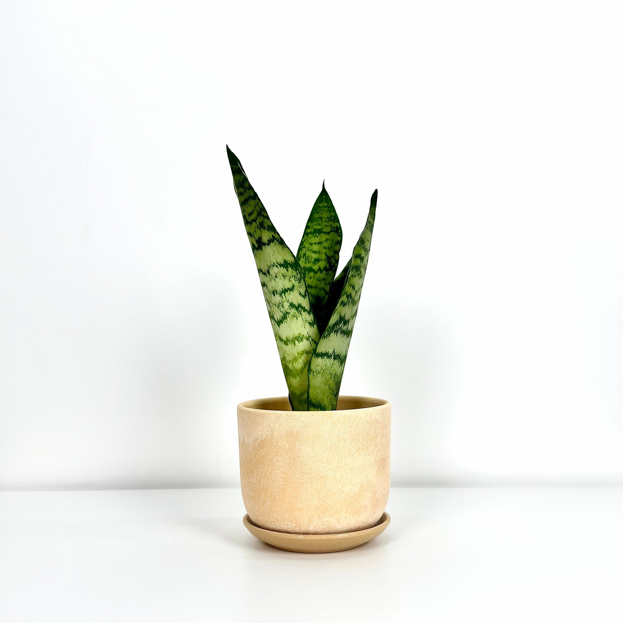 Сансевиерия Зейланика в кремовом керамическом горшке с поддоном D12 Замша, высота 30см