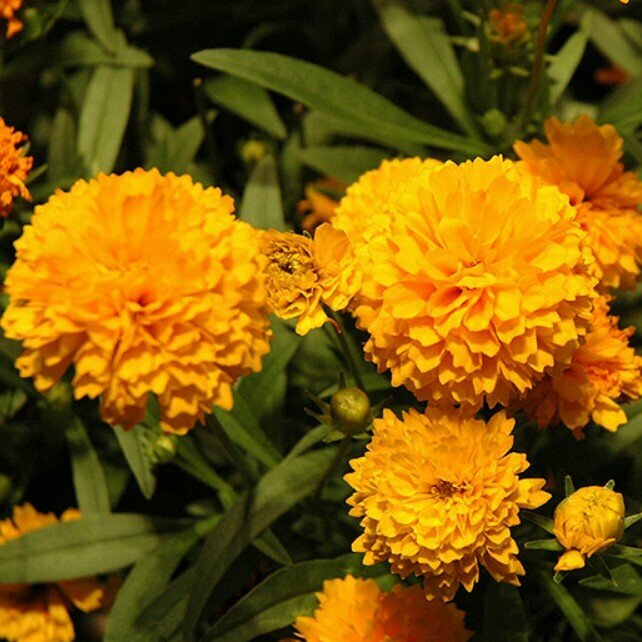 Кореопсис Грандифлора Солана Голден , x (1 саженец)