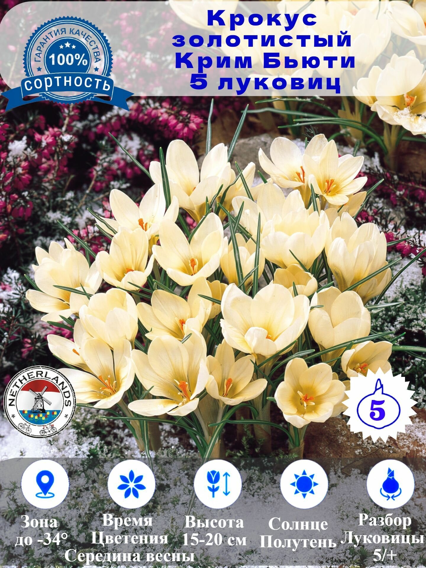 Крокус золотистый Крим Бьюти, луковицы 5 штук