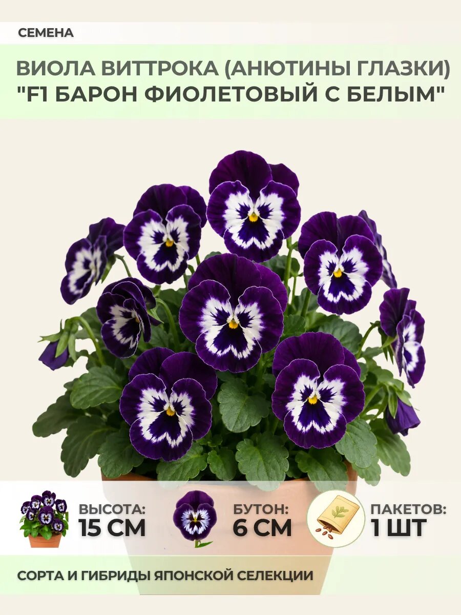 Виола "Барон Фиолетовый с белым" F1, крупные фиолетово-белые контрастные цветки, 1 упаковка, 5 шт. семян.