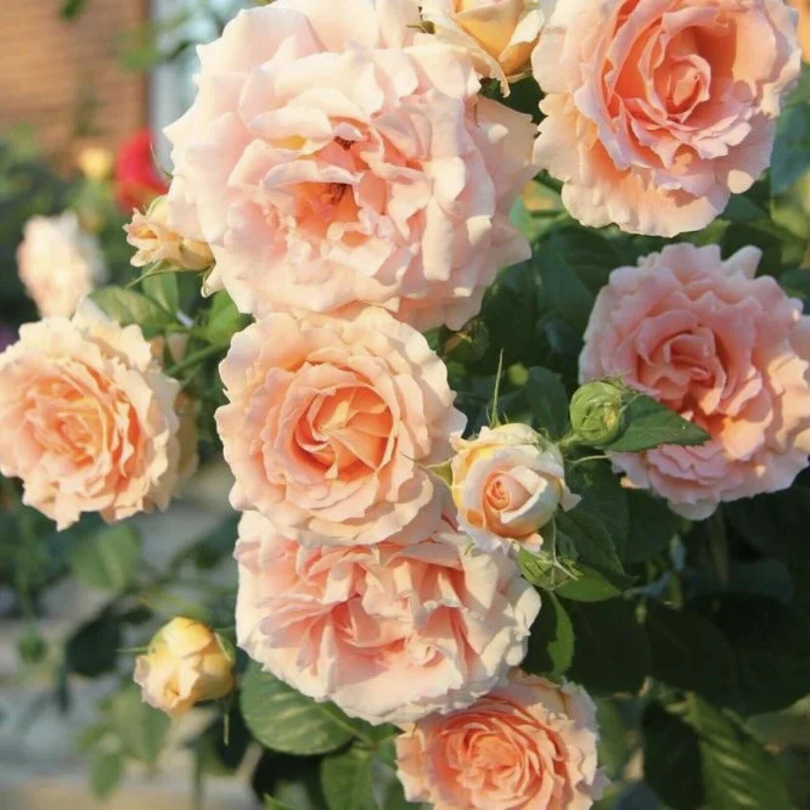 Роза плетистая Полька (Polka) / 1 шт, ароматный, морозостойкий сорт