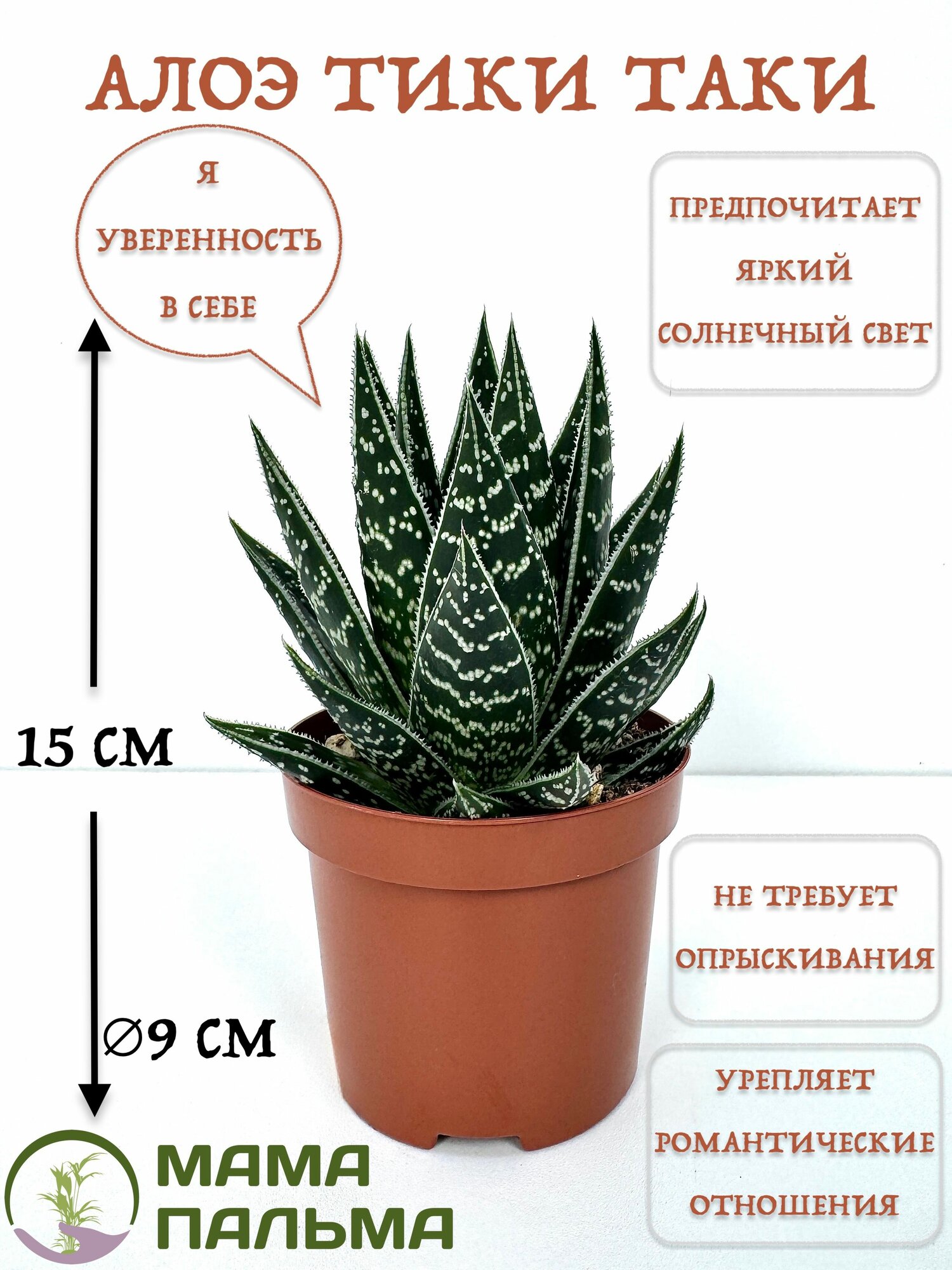 Живое растение Алоэ Тики Таки в горшке D9 высота 15 см