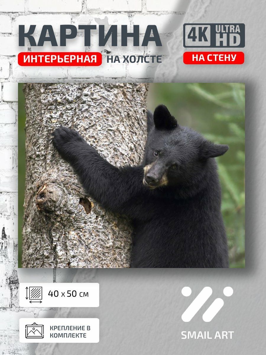 Картина на холсте интерьерная 40 на 50 на стену Медведь Animal для спальни animal style