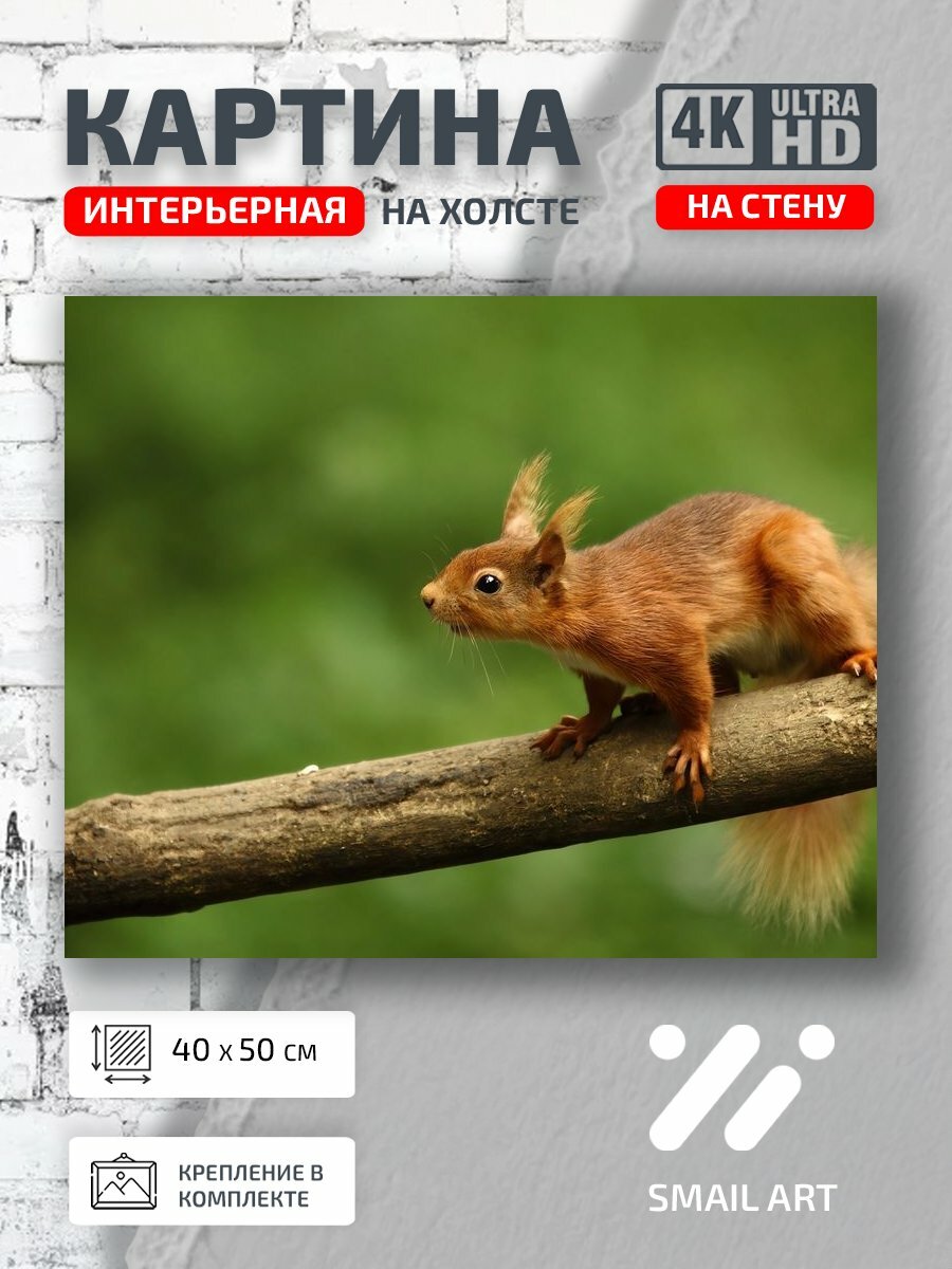 Картина на холсте интерьерная 40 на 50 на стену Белочка Mood для кабинета атмосфера декор