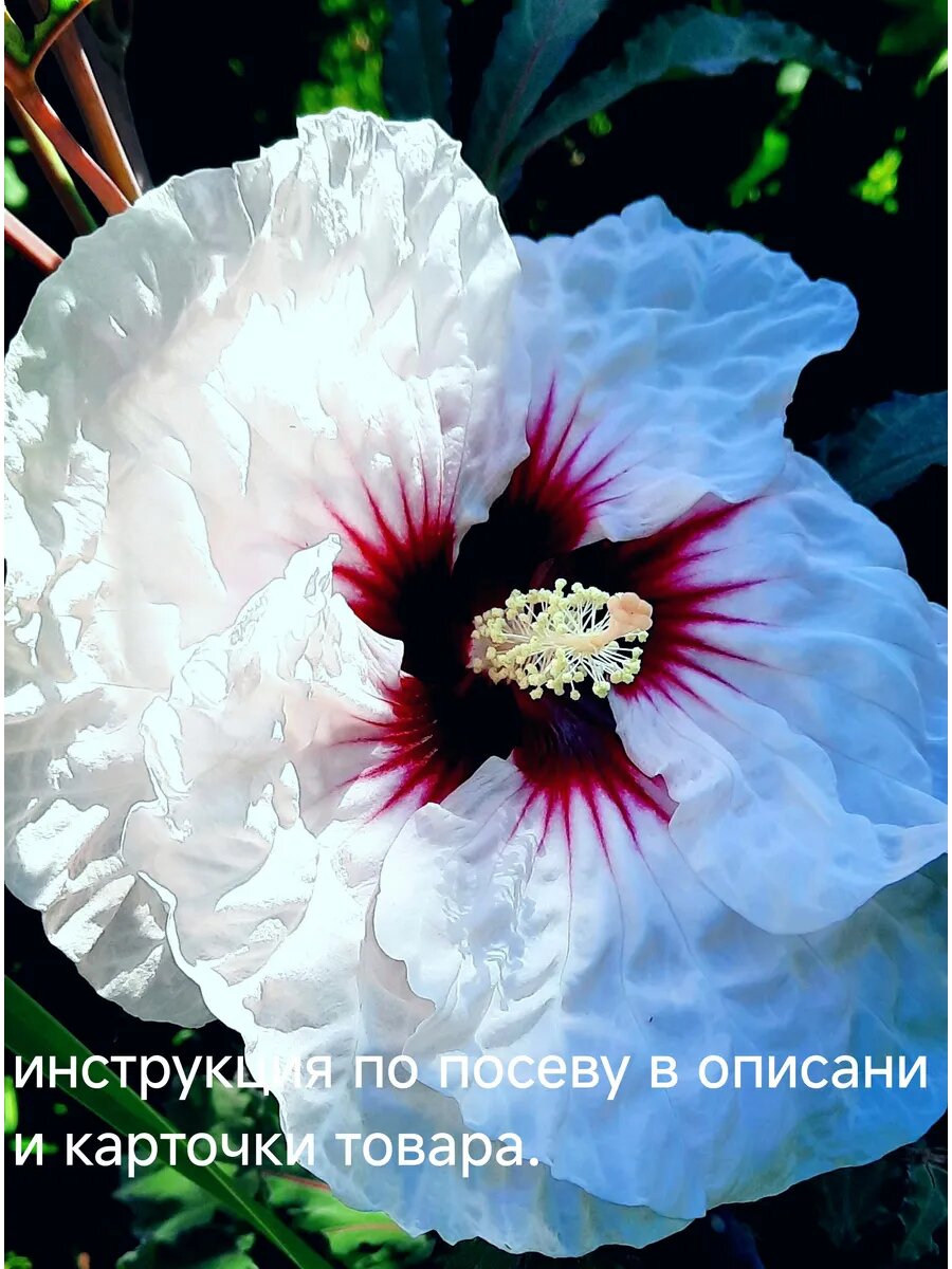 Гибискус травянистый. семена 20шт.