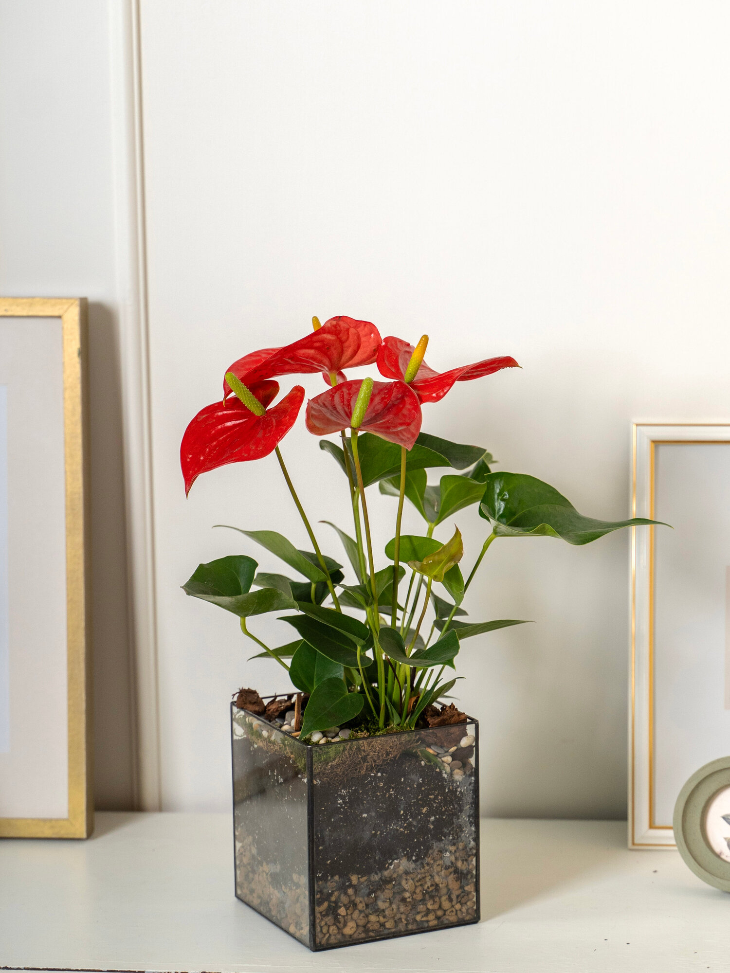 Geo Glass: Антуриум , стеклянное кашпо Тиффани , цветок мужское счастье