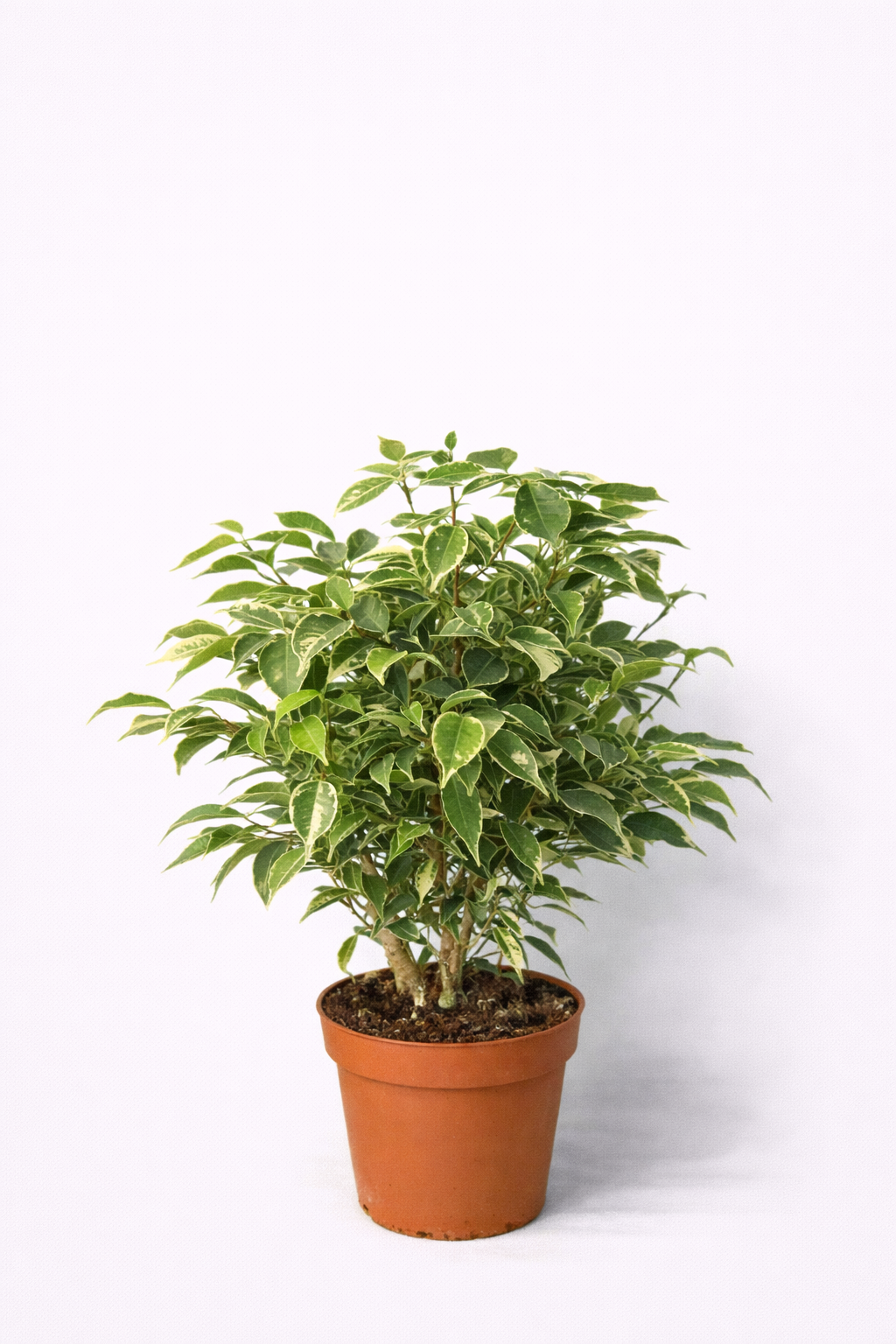 Фикус Бенджамина кинки (Ficus benjamina) 10см