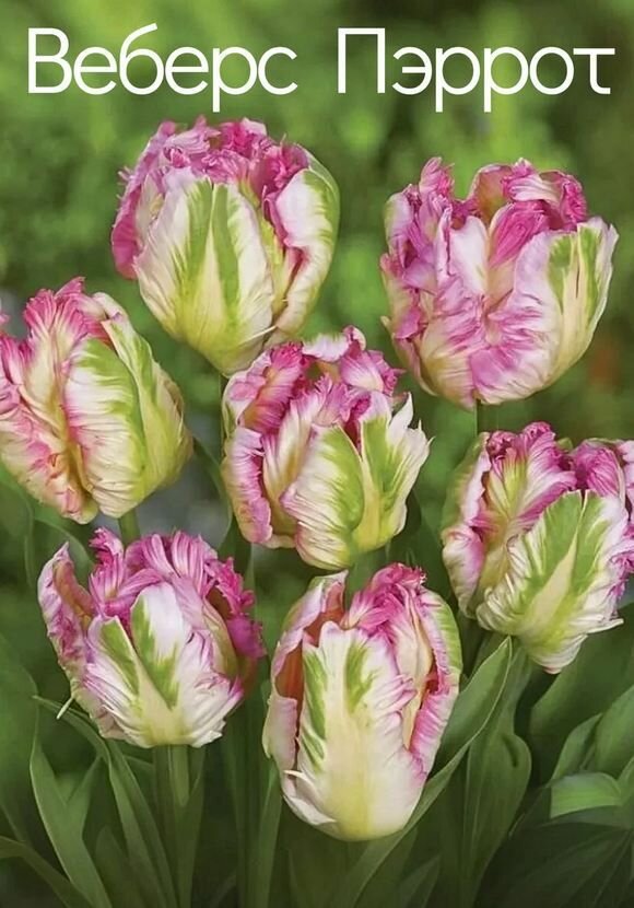 Тюльпаны Веберс Пэррот Попугайный 4 шт, WEBER'S PARROT