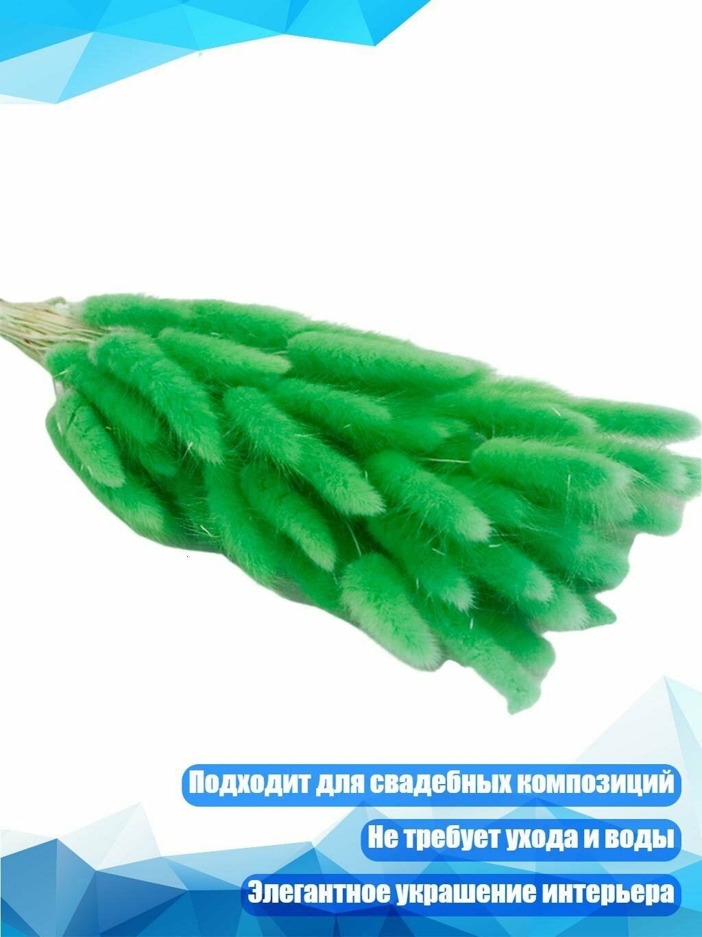 55pcs Natural Dry Pampasgrass 17,7 -дюймовый сушеные кролики цветок хвоста для домашних свадебных композиций, - Сплошной цвет 15