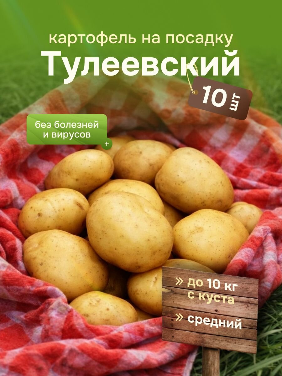 Семенной картофель на посадку Тулеевский 10 шт (средний)