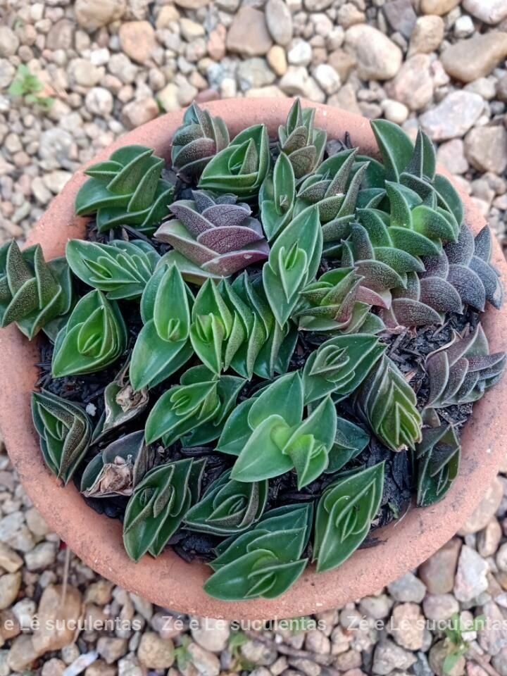 Традесканция Кализия Ладьевидная Callisia navicularis (Boat Lily, Boat-shaped Callisia) живой цветок, суккулент, живое растение для выращивания дома 1 отросток детка