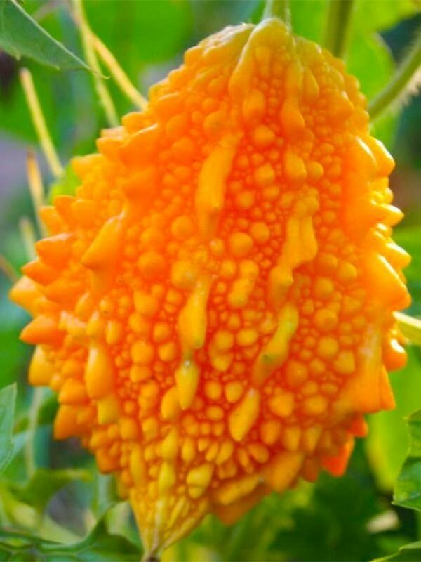 Момордика Крымская, Семена, 5 шт, семена экзотических растений