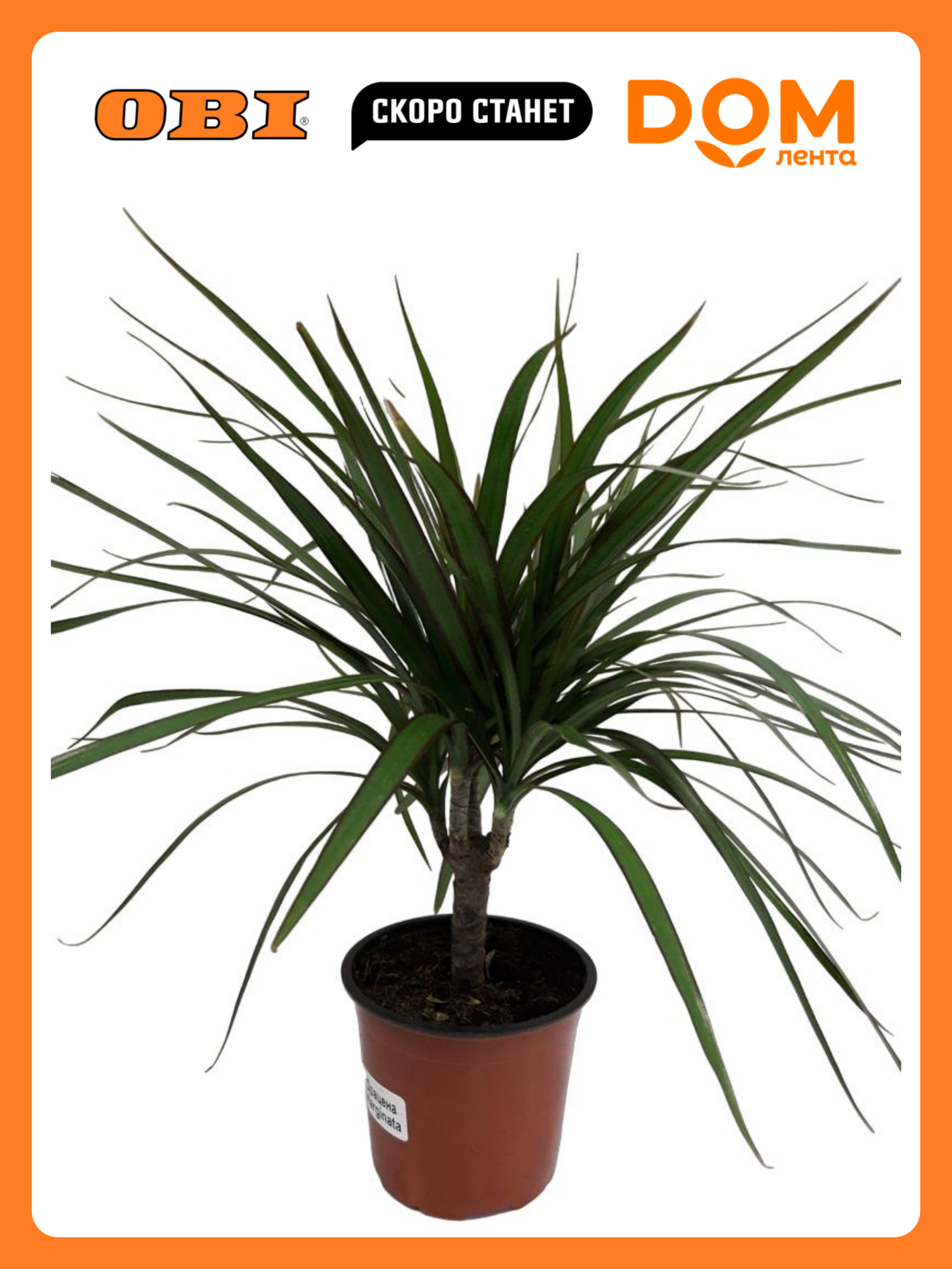 Растение драцена марг. D12