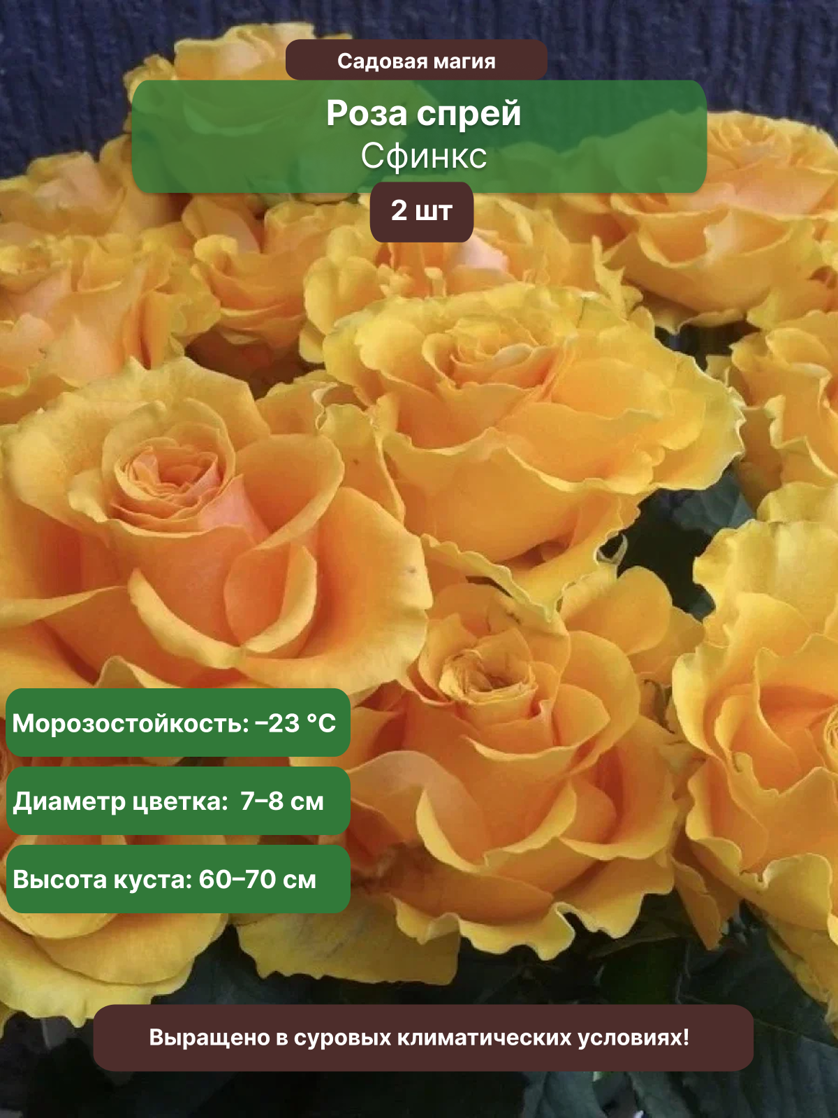 Роза спрей "Сфинкс", 2 саженца, многолетняя, желтая, светло-желтая