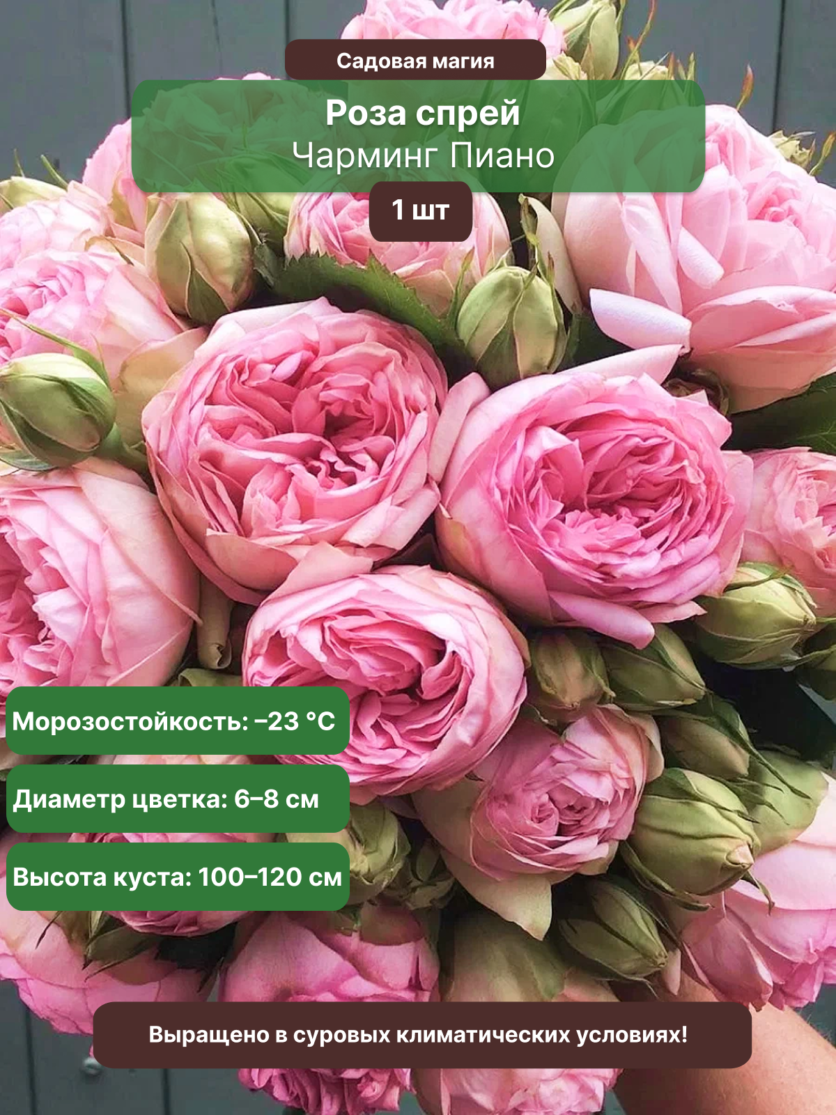 Роза спрей "Чарминг Пиано", многолетняя, высота до 80 см, розовая