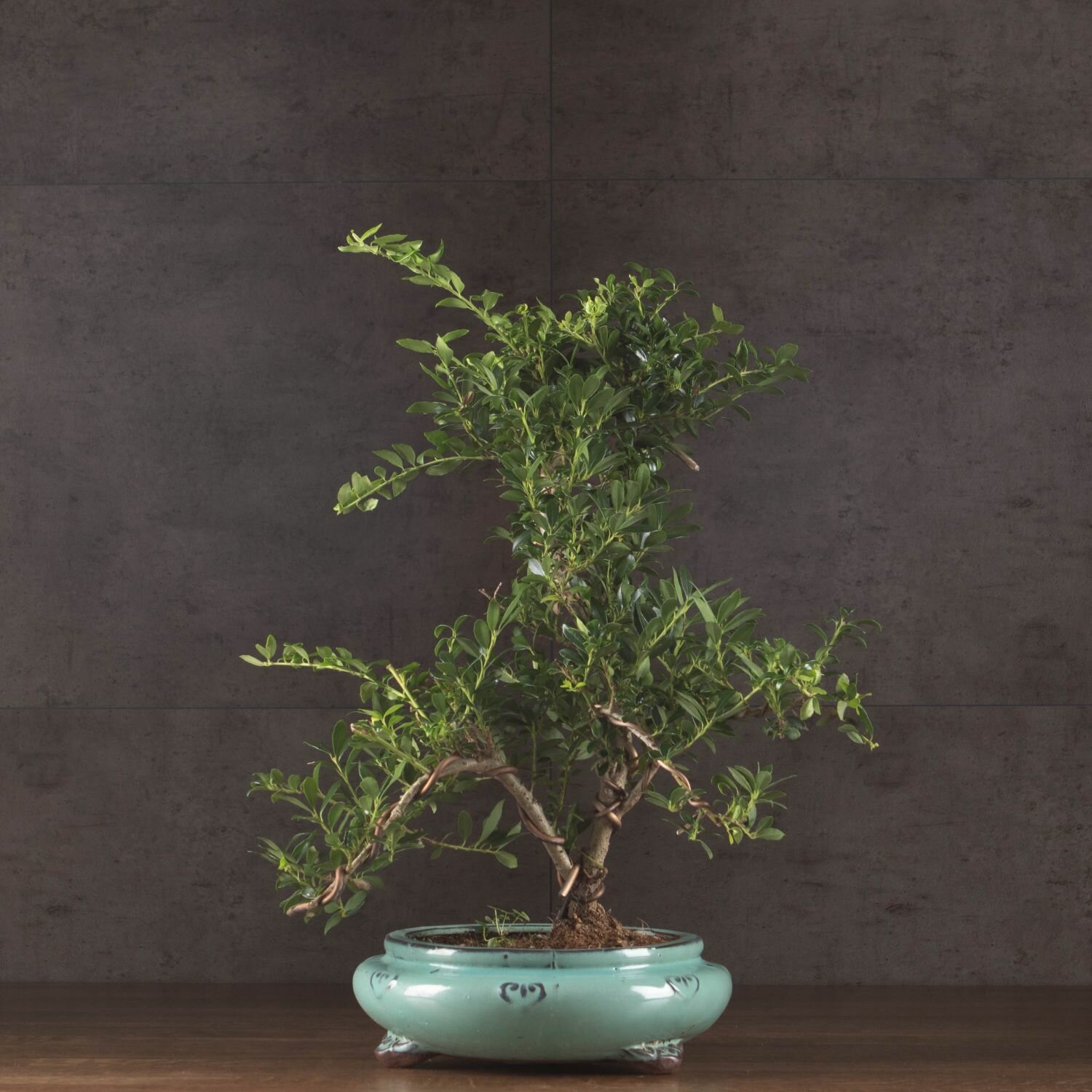 Бонсай Падуб в зеленой овальной плошке 45см