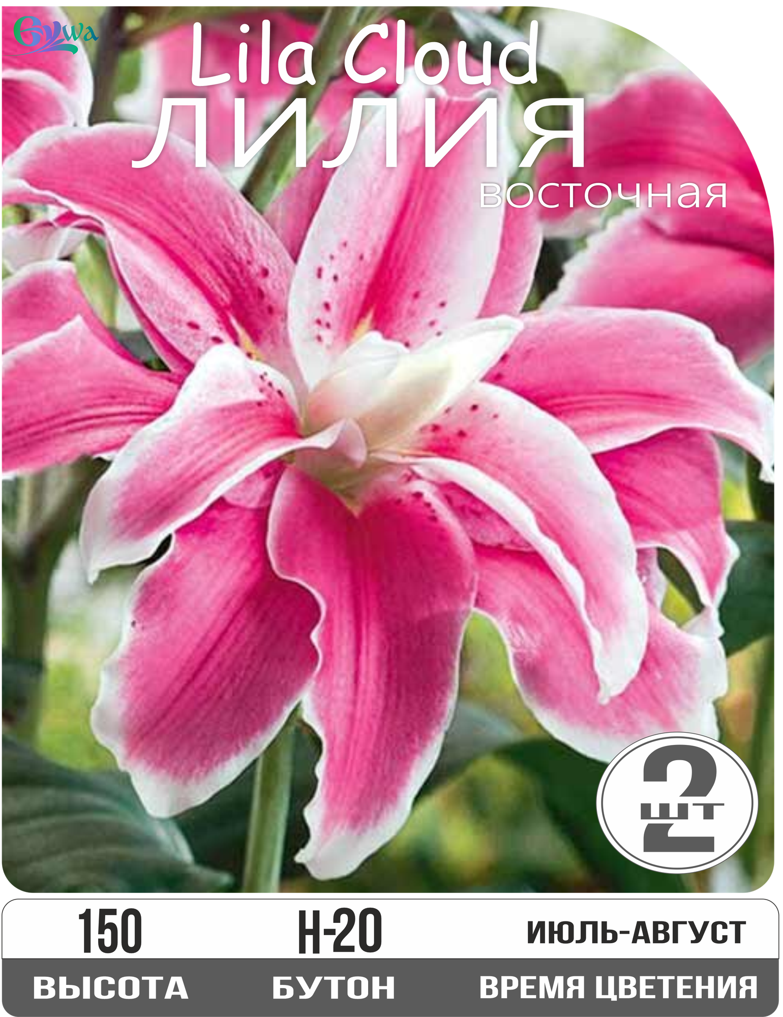 Луковицы лилий "Лила Клауд", восточный махровый, многолетние, высота 150 см, фуксия, 2шт. Eywa