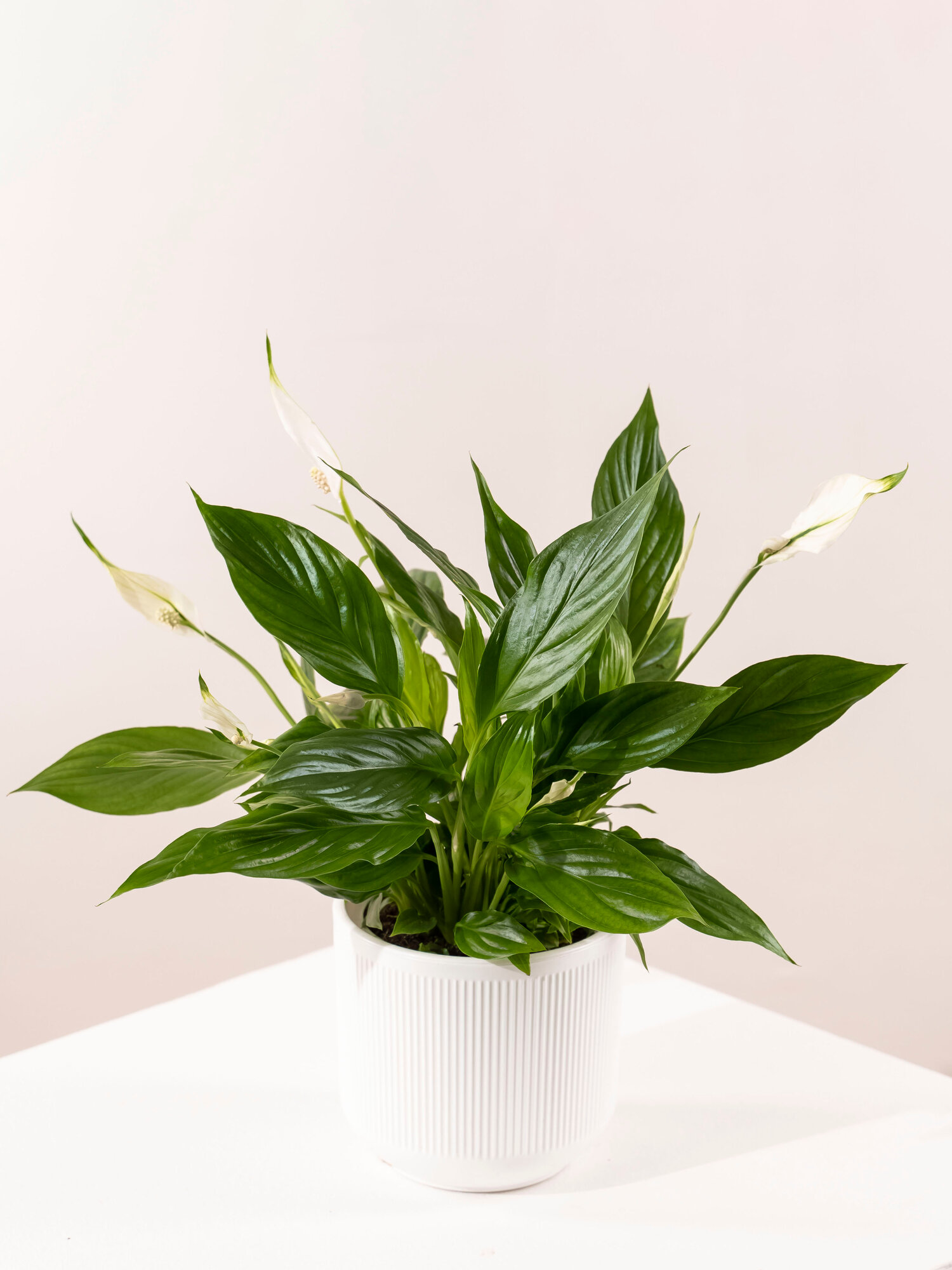 Geo Glass: Спатифиллум , цветок женское счастье в интерьерном кашпо 30-35 см