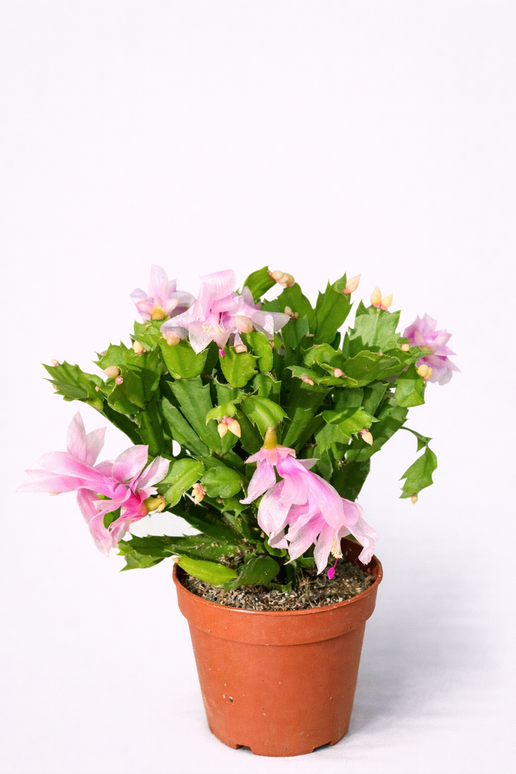 Шлюмбергера белая , розовая (Schlumbergera truncata "White") 13см