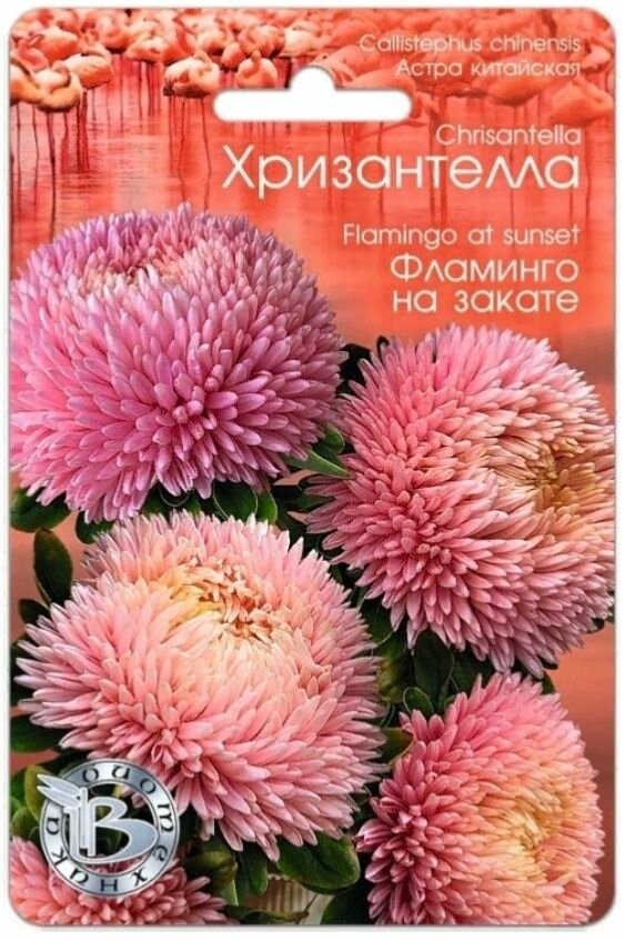 Хризантелла Фламинго на закате (30сем)