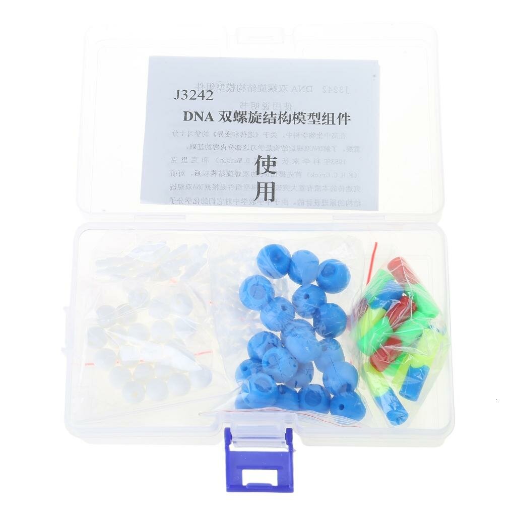 Модель ДНК двойная спираль