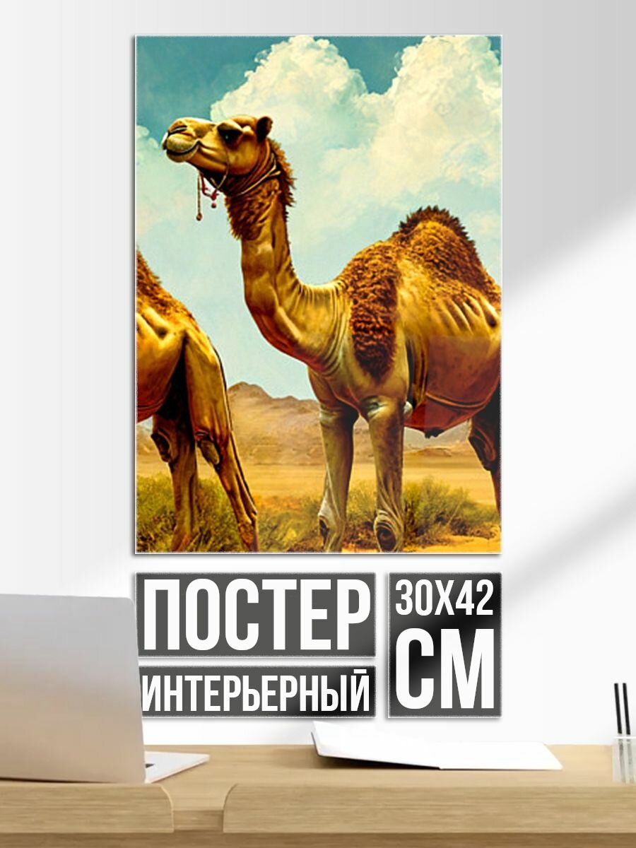 Постер на стену Верблюды в пустыне
