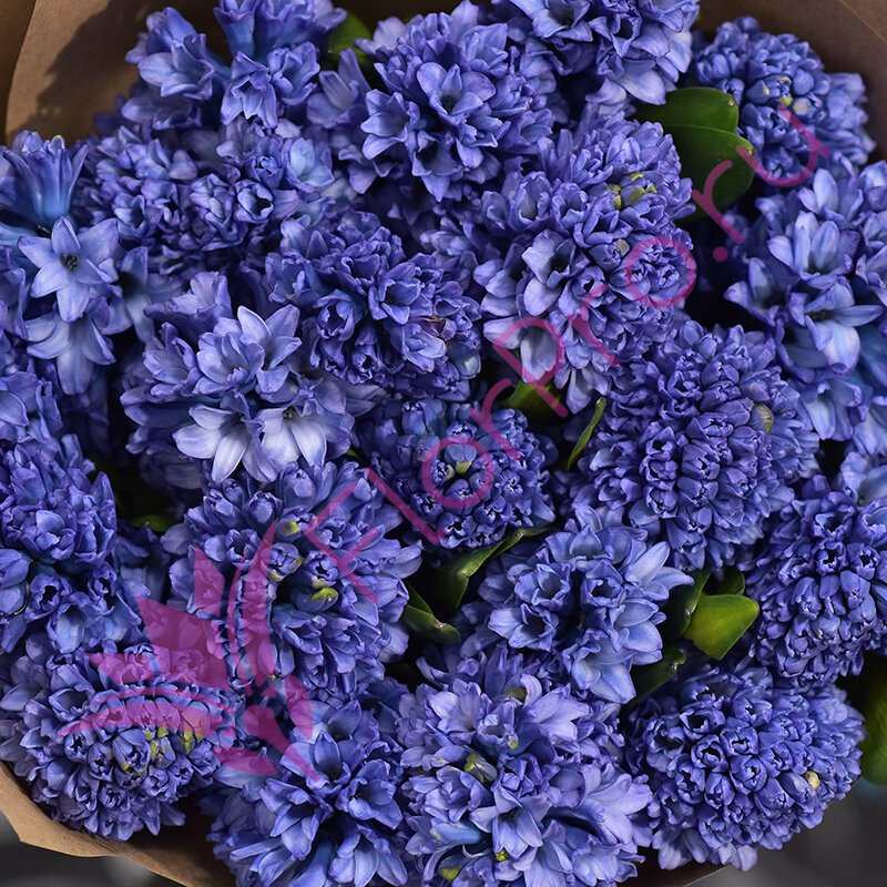 Букет живых цветов Flor-Pro Flowers из 21 синего гиацинта в дизайнерской упаковке — фото 1