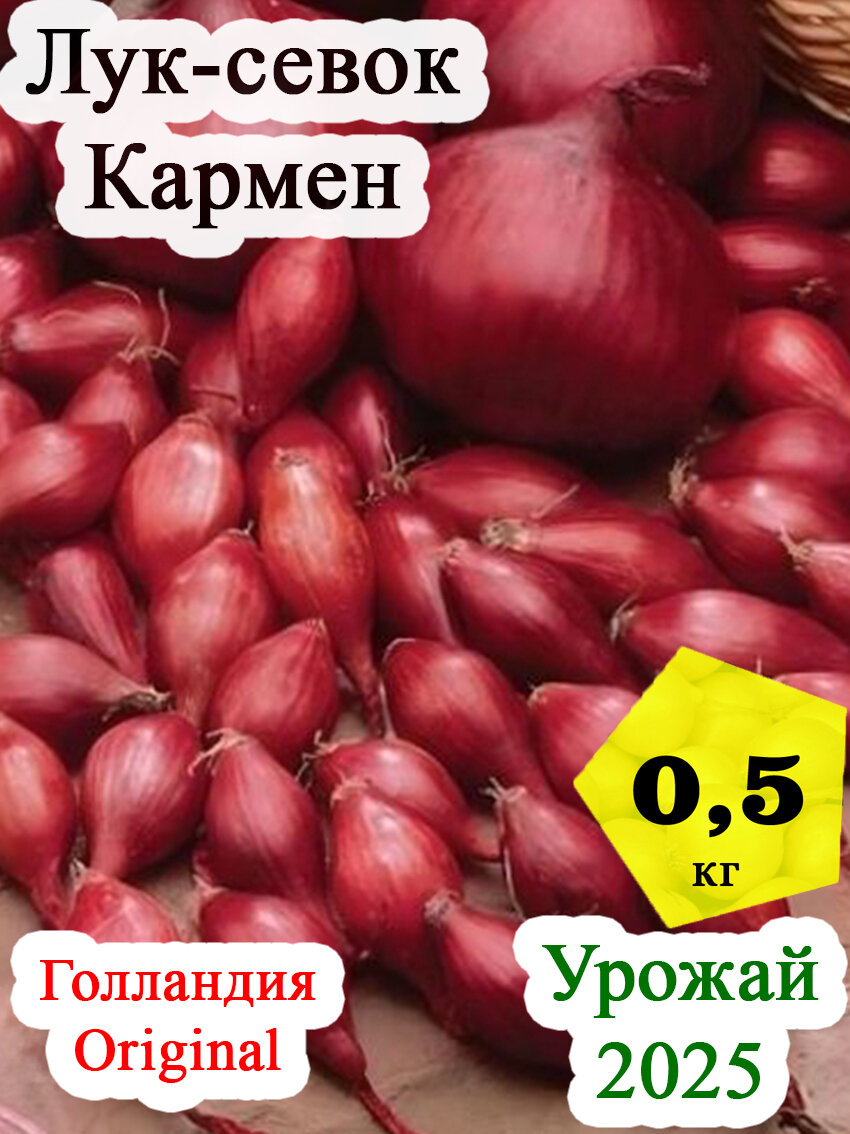 Лук севок Кармен 0,5 кг, Голландия, красный