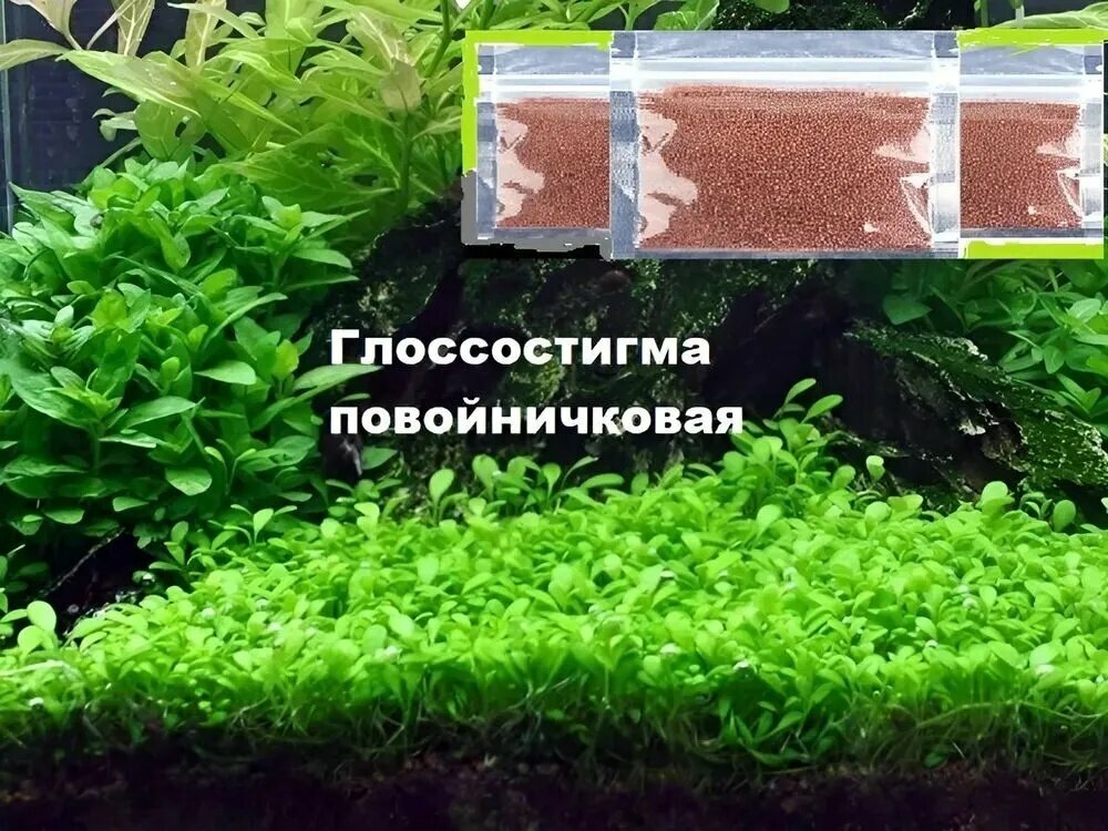 Семена аквариумных растений / Быстрый ковер для переднего плана аквариума