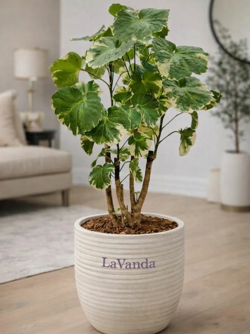 Полисциас Бальфура Экзотическое комнатное дерево с круглыми листьями. Живой цветок для дома и офиса (Polyscias Balfouriana)