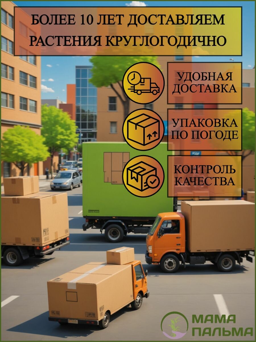 Сансевиерия Лауренти в кремовом пластиковом горшке с поддоном, высота 35-40 см