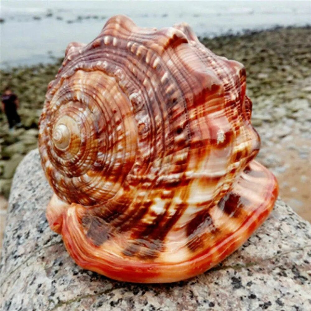 Фигурка садовая из ракушек в морском стиле для декора сада — фото 1