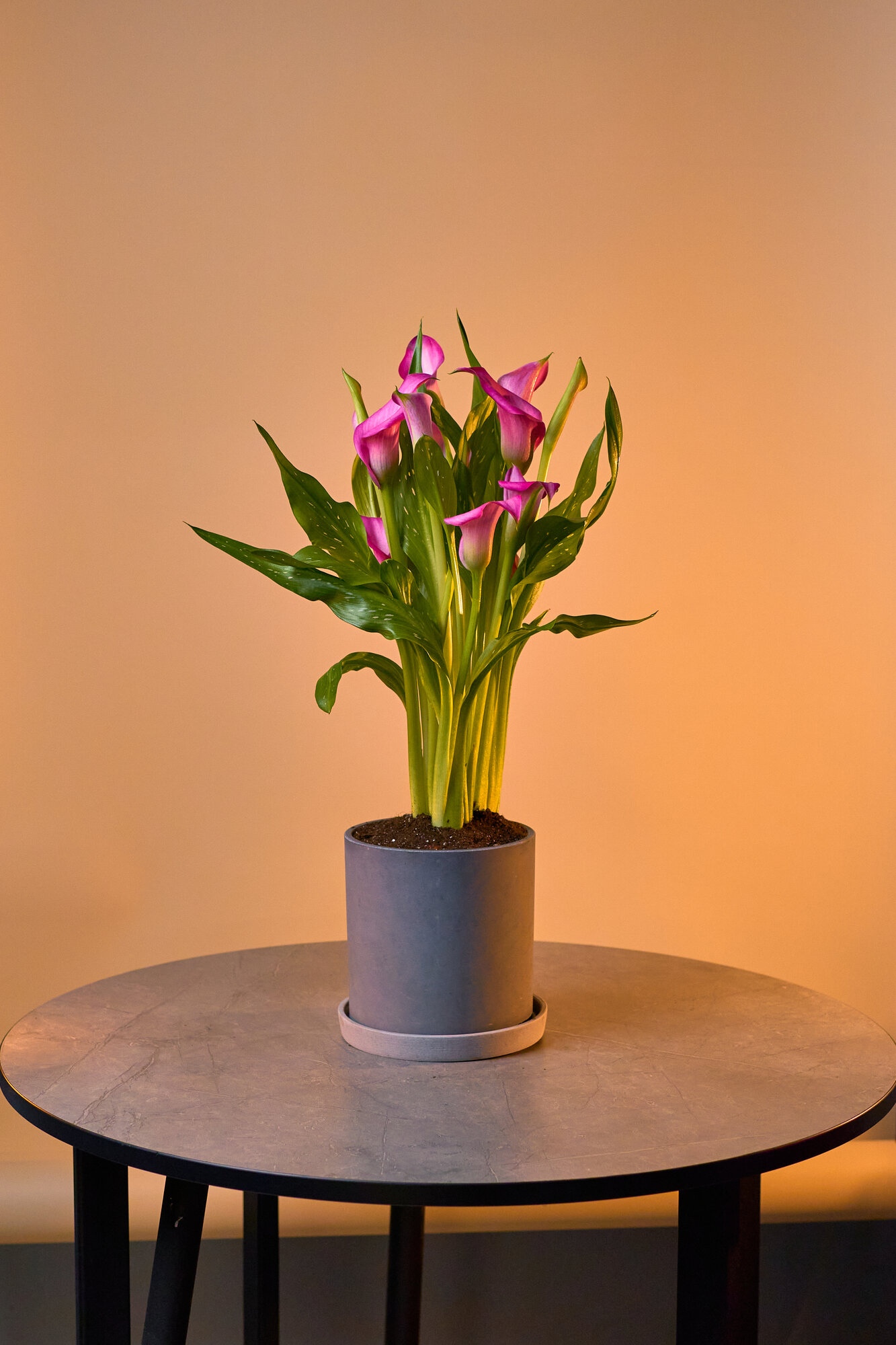 Калла в бетонном горшке d 19 см, h 50 см от бренда Margo plants