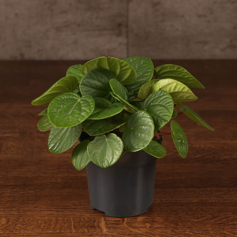 Комнатное растение LuxuryPlants Пеперомия Рана Верде в горшке д10