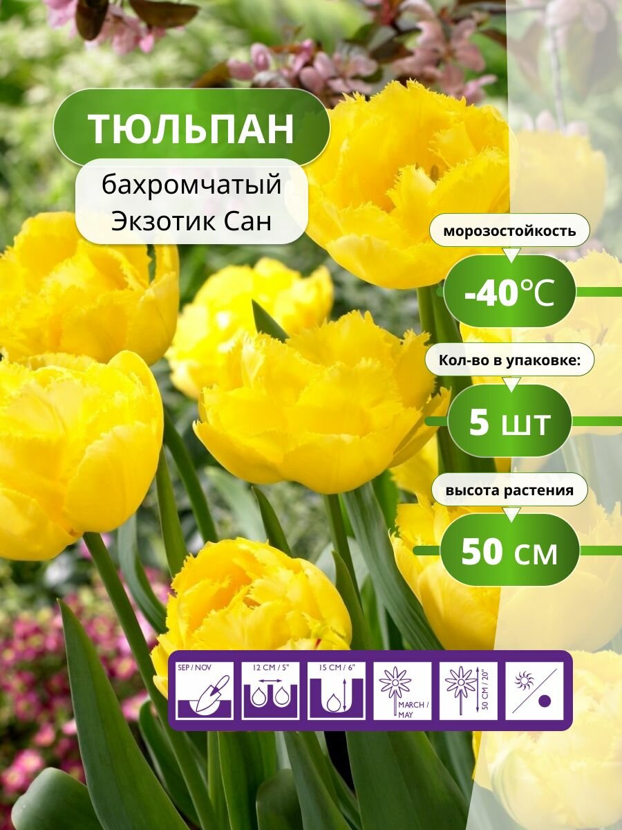 Тюльпан бахромчатый Экзотик Сан (5 лук) / луковичные многолетние цветы