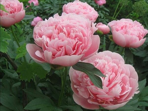 Пион Этчед Салмон, 3п