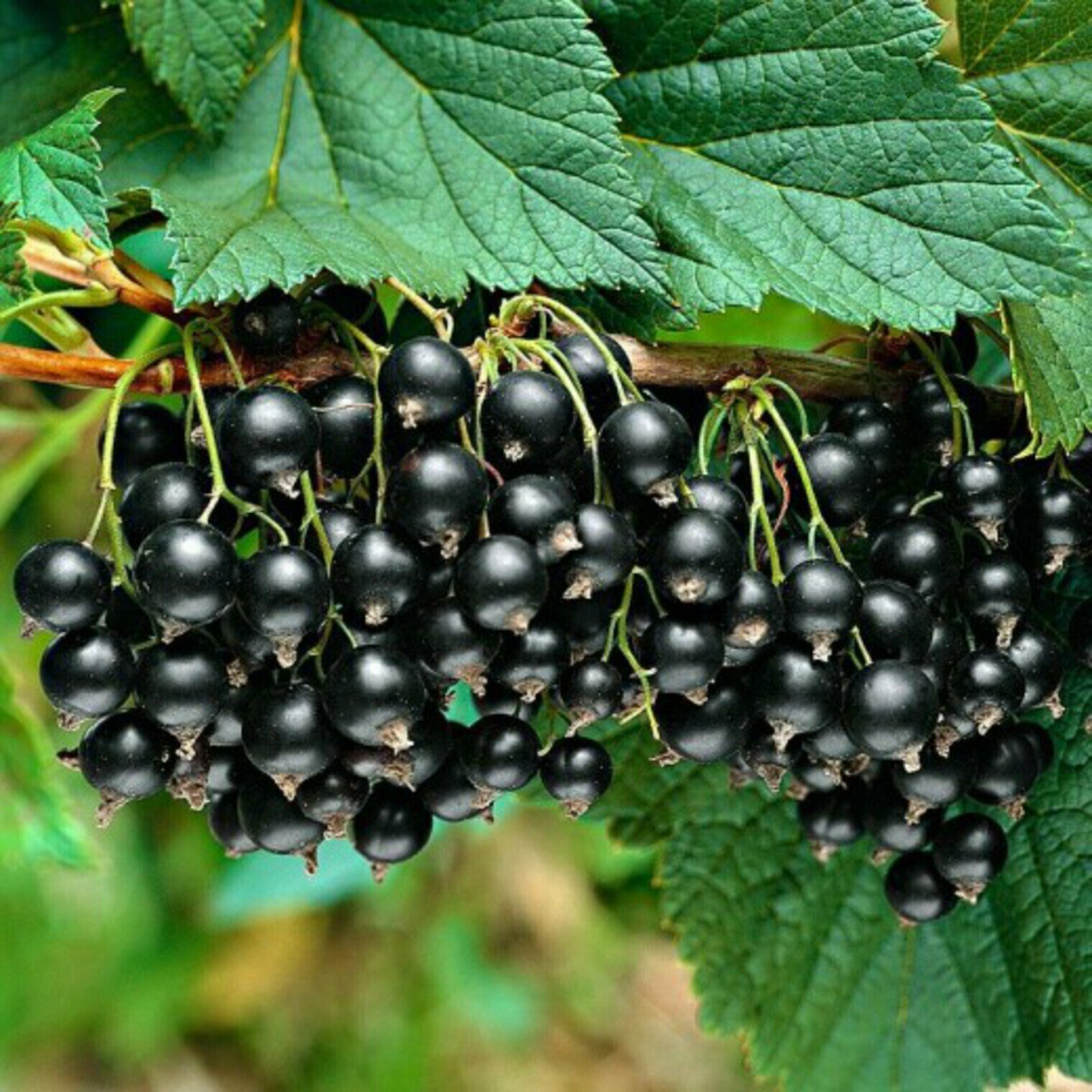 Смородина черная Титания, 1 шт, смородины, морозостойкий многолетник