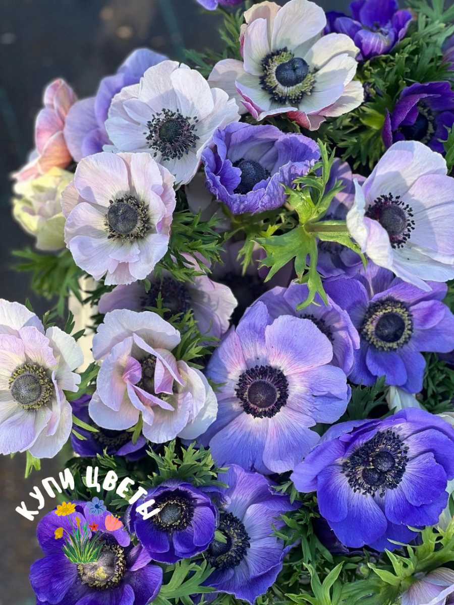 Луковицы цветов, купи цветы , Анемоны SKY MIX ( 10 луковиц )