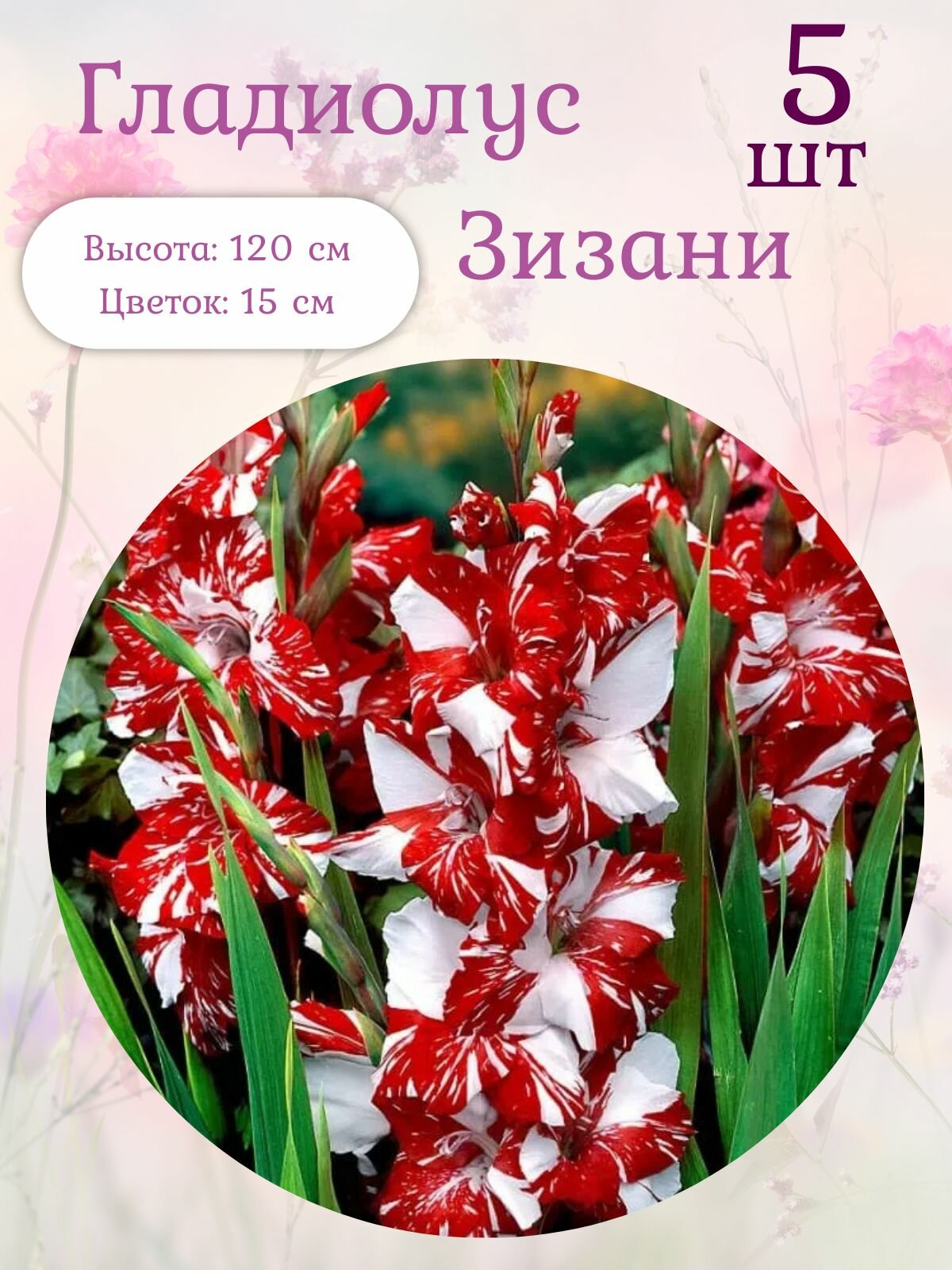 Гладиолусы, многолетние цветы, луковицы 5 шт.