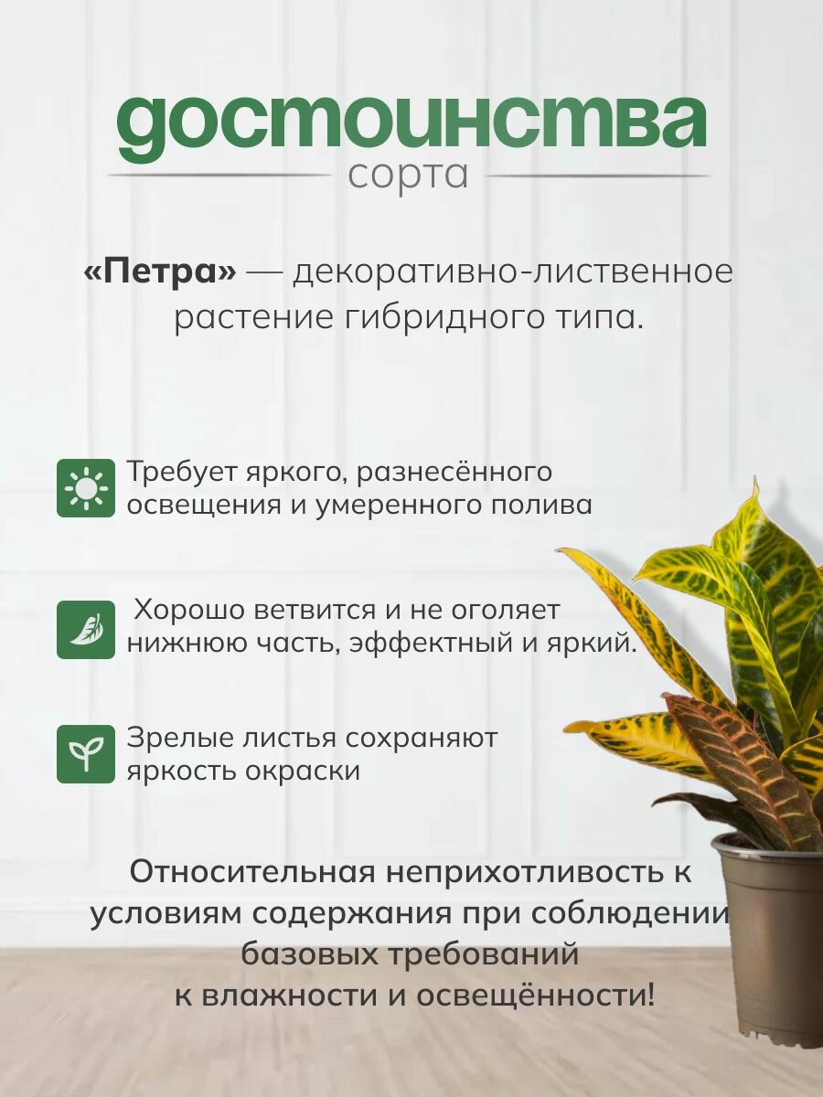 Кротон Петра 30x12, декоративное растение , комнатное растение для дома, квартиры и офиса — фото 1