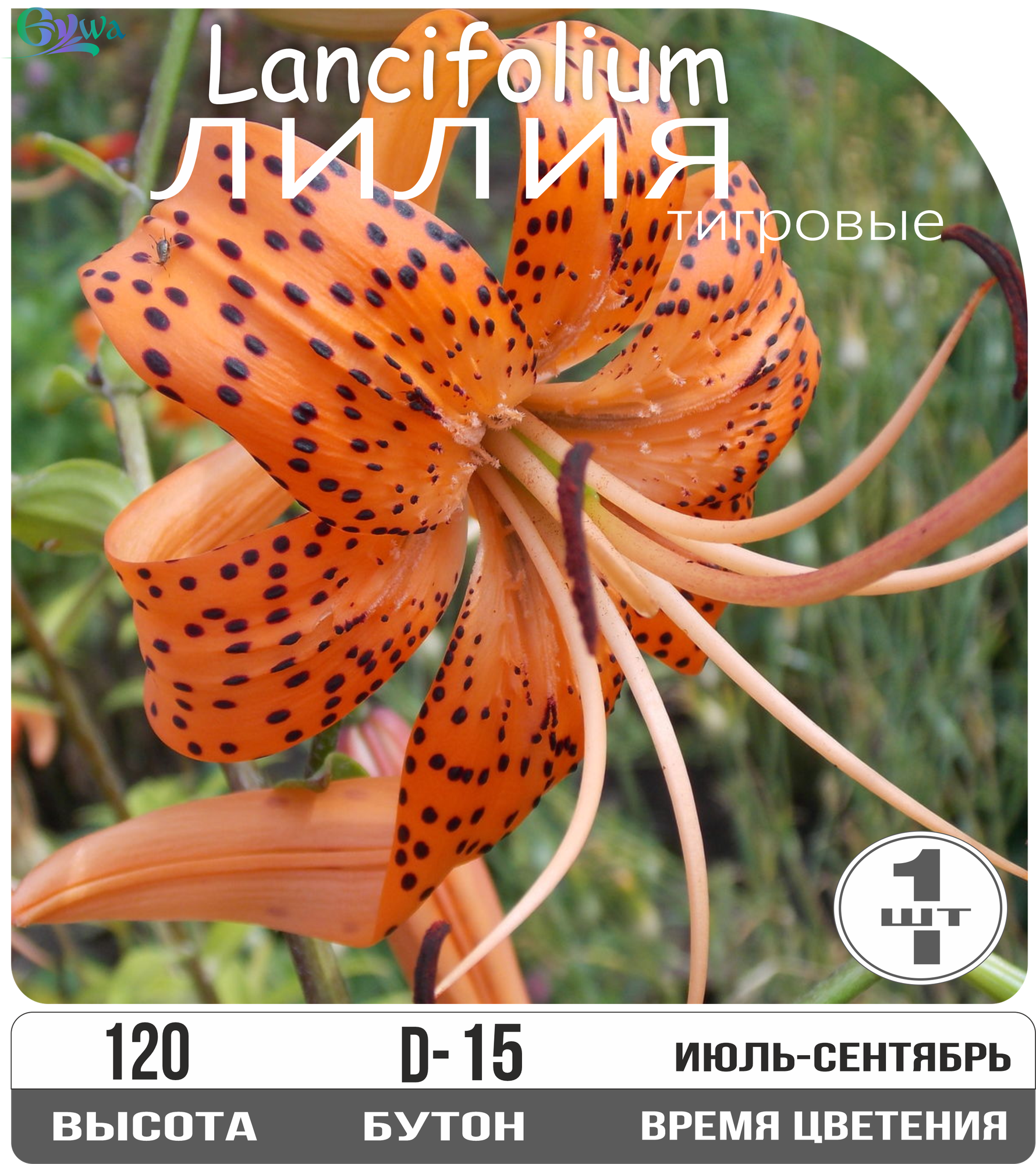 Луковицы лилий Лансифолиум, тигровые, высота 120см, оранжевый, Eywa