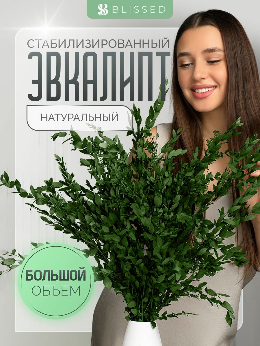 Сухоцветы для декора эвкалипт стабилизированный