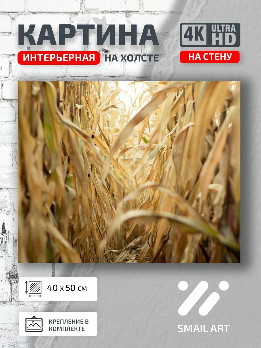 Картина на холсте интерьерная 40 на 50 на стену Кукуруза Landscape для спальни пейзаж декор