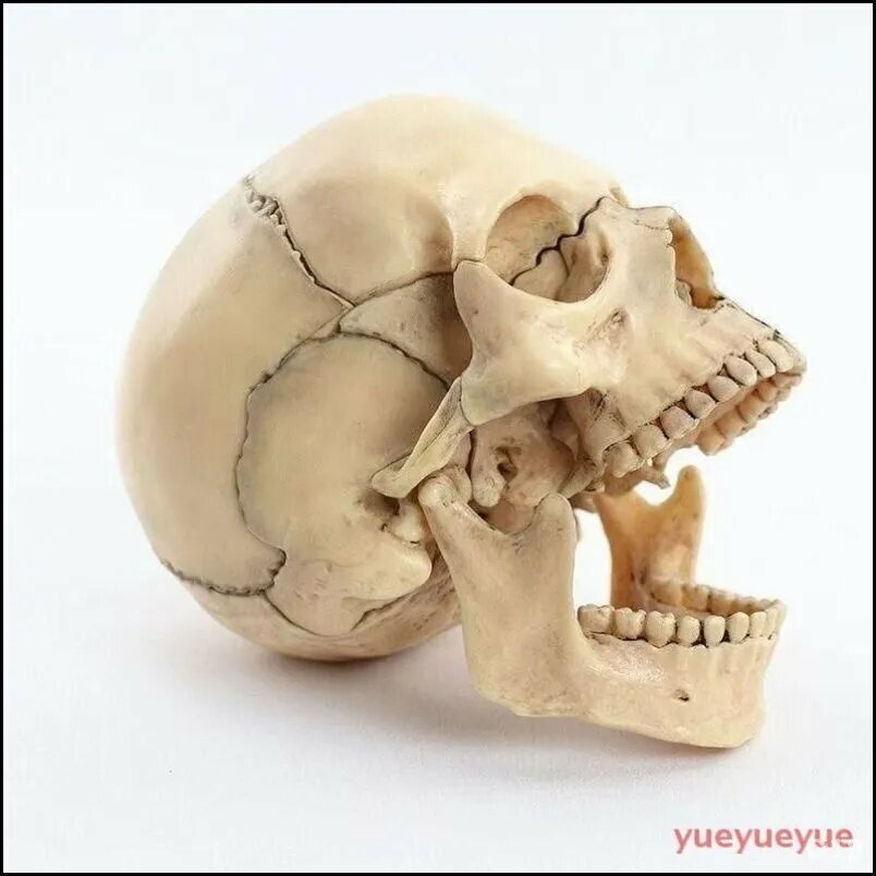 Анатомическая модель Отлично.