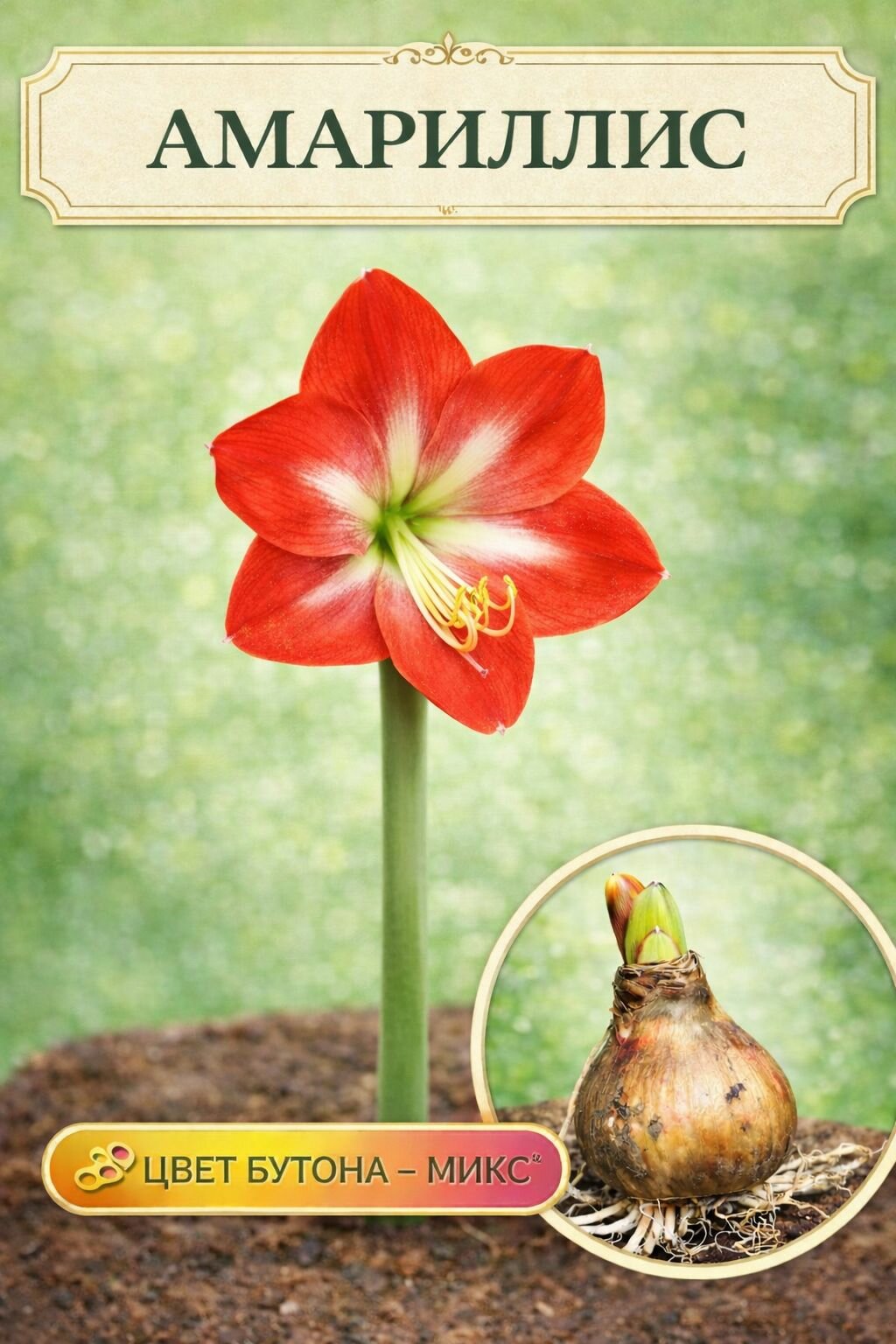 Амариллис набор луковиц 1 шт сотка