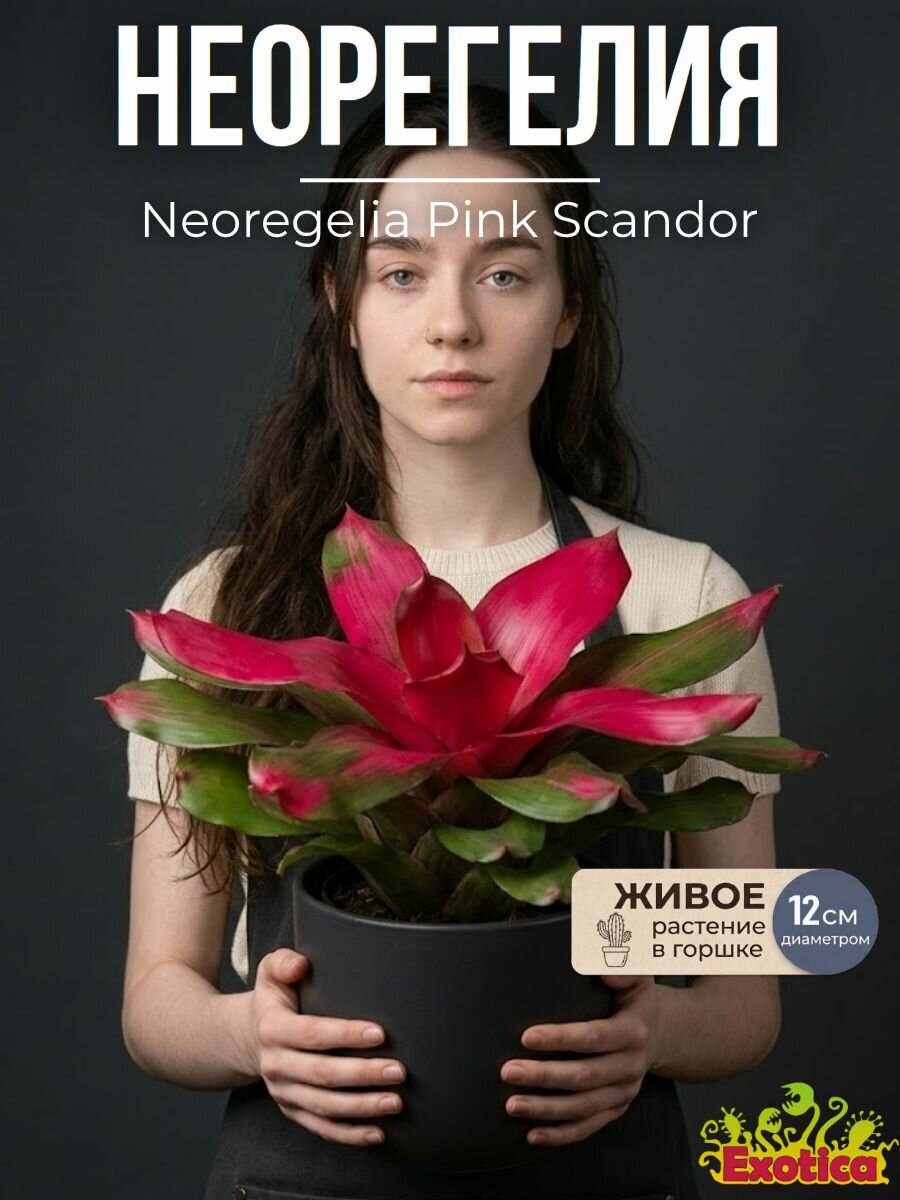 Неорегелия Розовая Скандор (Neoregelia Pink Scandor) D12см