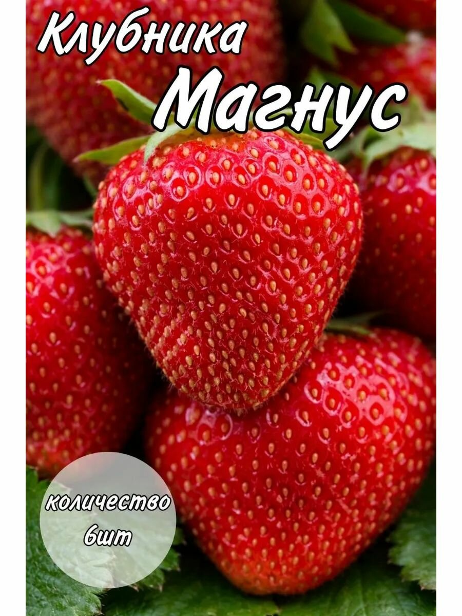 Клубника "Магнус"
