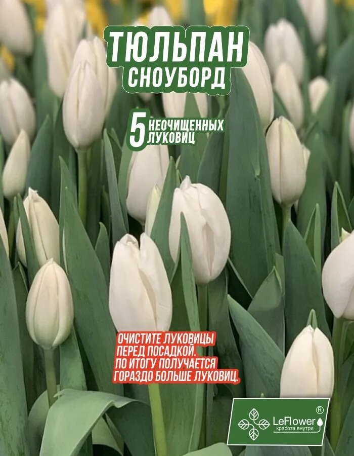Тюльпан Сноуборд, 5штук