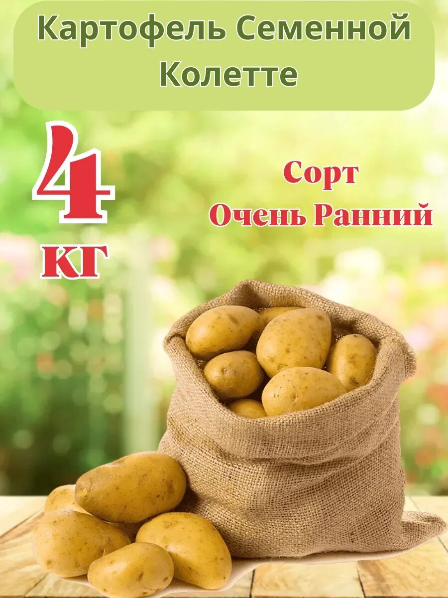 Картофель семенной "Колетте" 4 кг